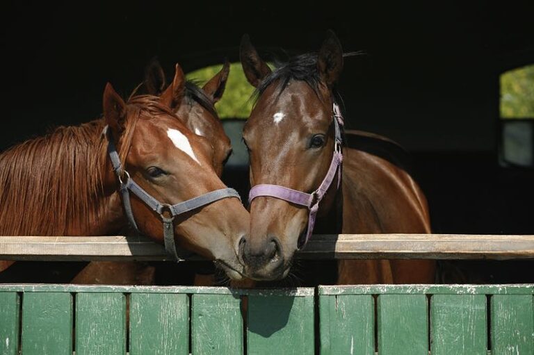 How Much Are Stallion Fees for Top Sires? - Sport Makers
